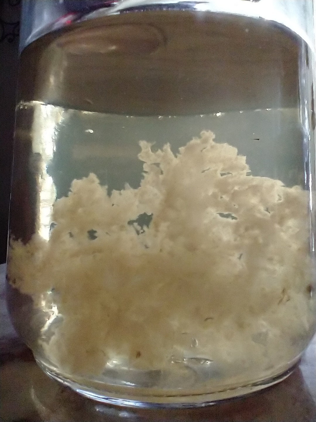 Lions Mane, Liquid Culture, 10ml - Etsy