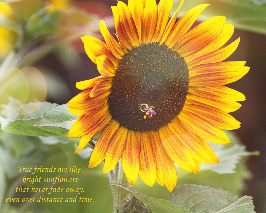 True Friends Photo / Digital / Download / Inspirational / Wall Art ...