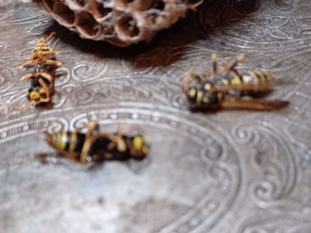 Wasp ~ for Hoodoo Spells, Protection, Hexes, Curses - Etsy