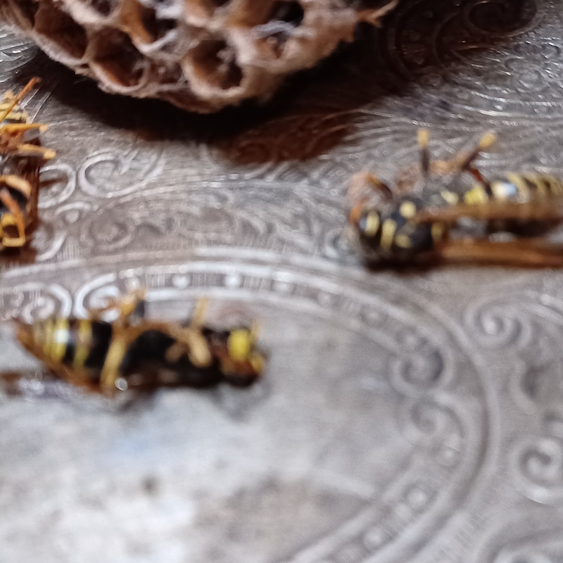 Wasp for Witchcraft - Etsy UK