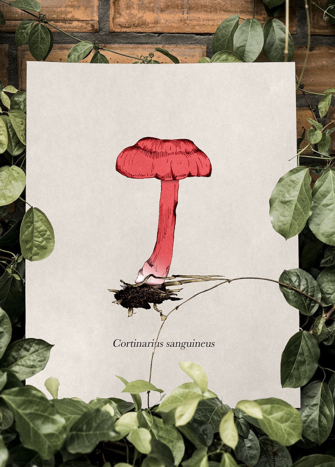 Red Bloodcap Mushroom Print - Etsy