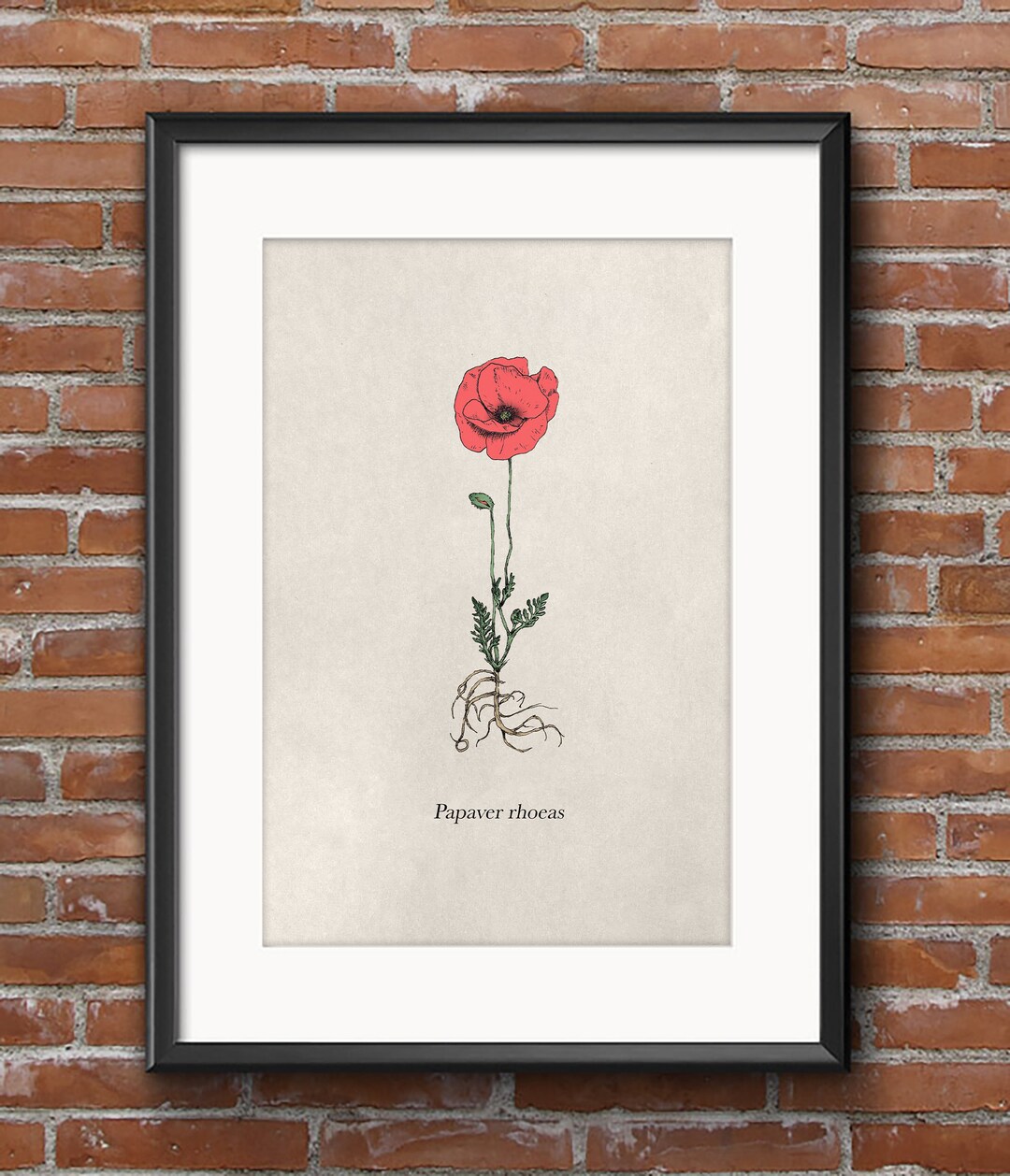 Poppy Botanical Print - Etsy