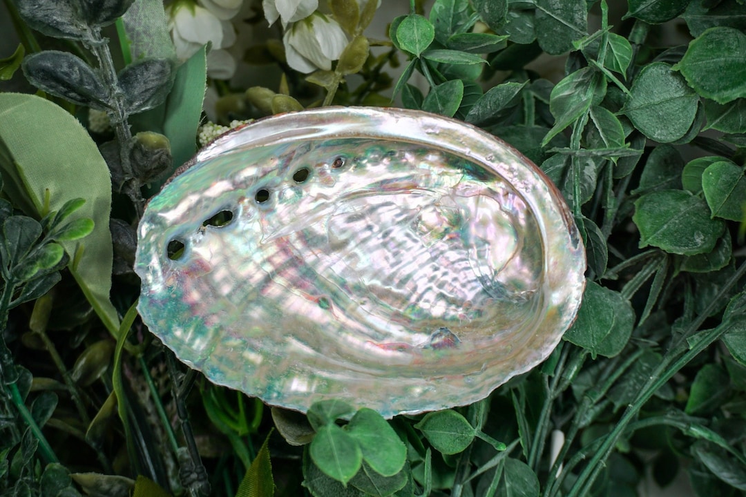 ABALONE SHELL, Smudge Bowl, Smudging Bowl, Large Smudge Bowl, Home ...