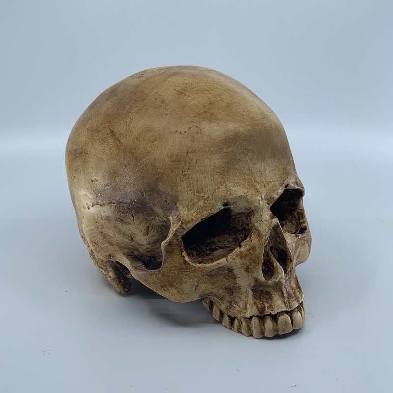 Resin Skull Human Replica - Etsy