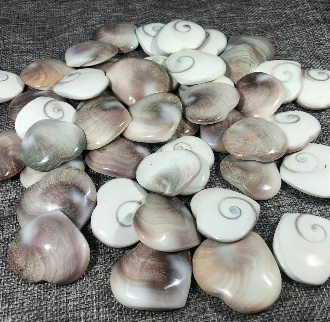 Natural Sun Shell Fossil Fossil Specimen Crystal Love Heart Reiki Shiva ...