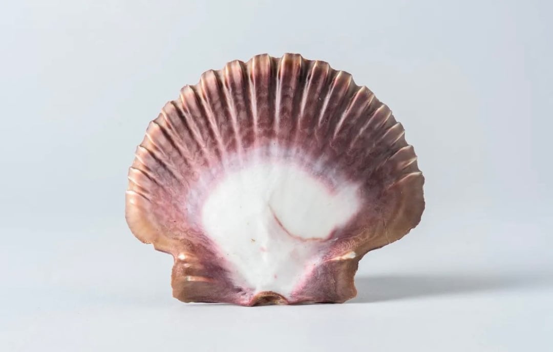 Mexican Flat Scallop Sea Shell Beach Craft Shell. Genuine Shell - Etsy