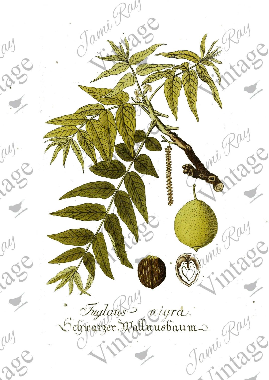 Tuglans Flower | JRV A4 Rice Paper - Etsy