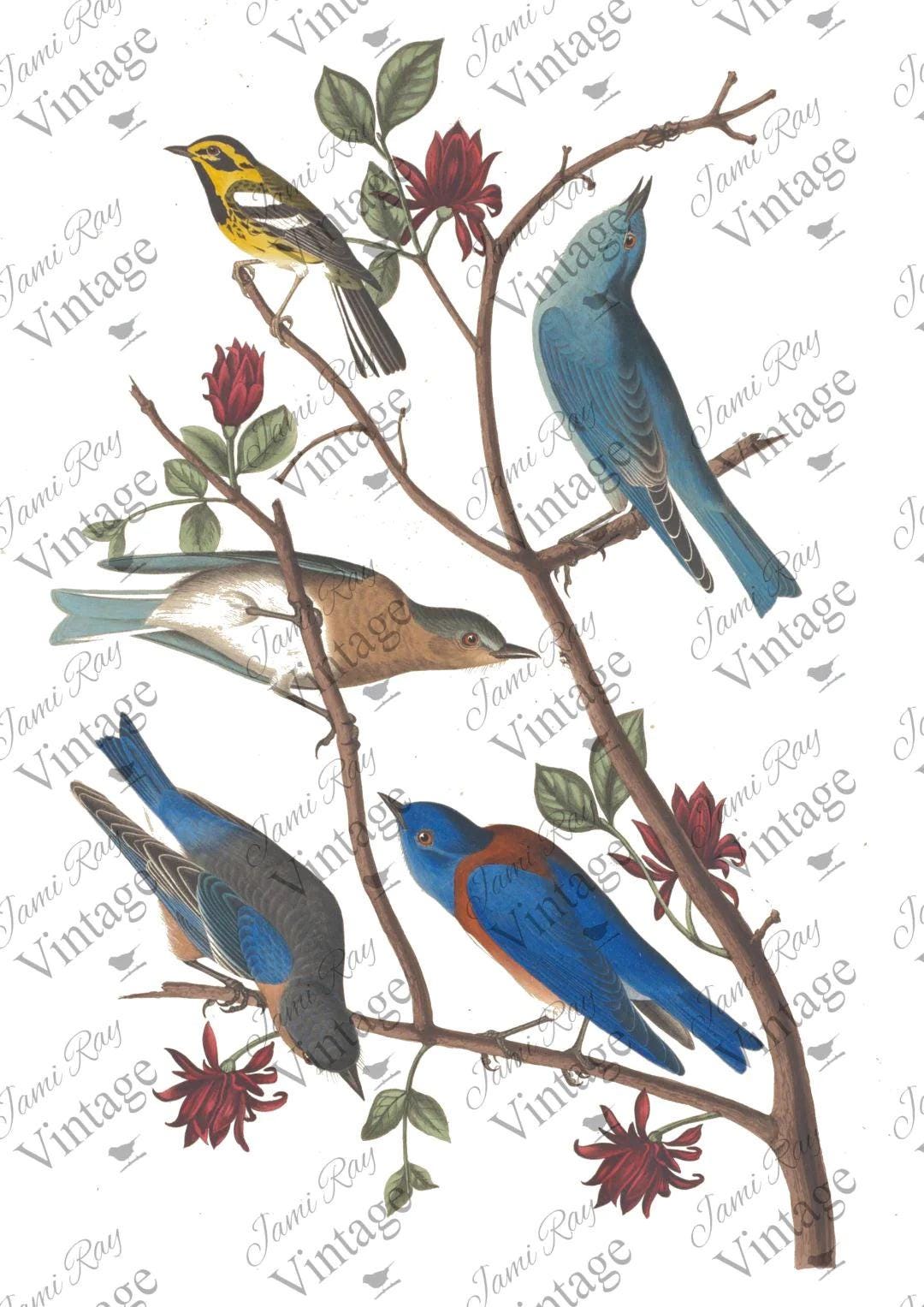 Bluebird | JRV A4 Rice Paper - Etsy
