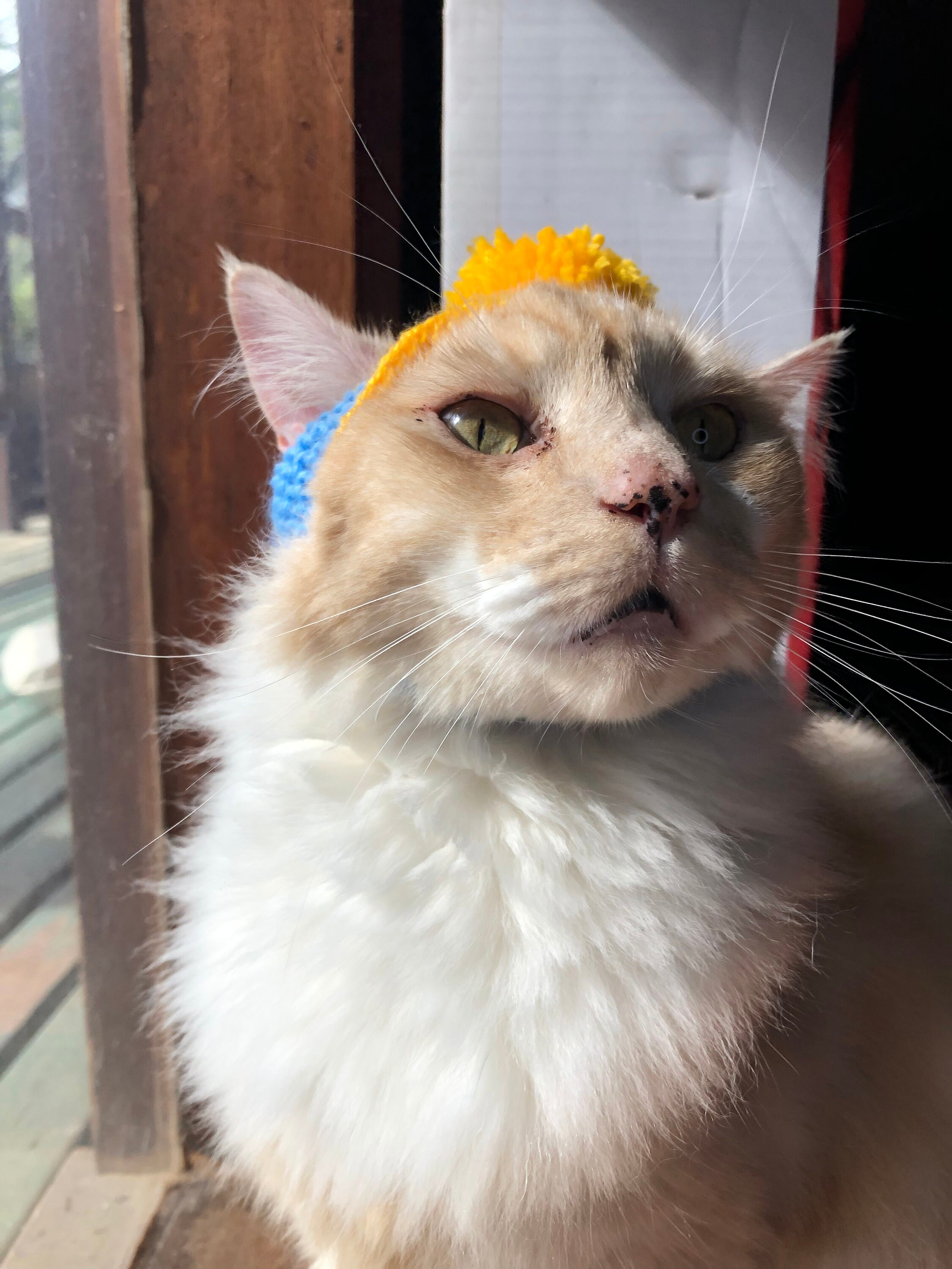 South Park Cat Hats Fan Art Cat Accessories Stan Kyle Cartman - Etsy ...