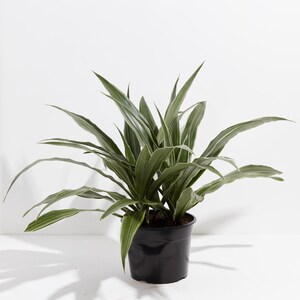 White Stripe Dragon Tree dracaena - Etsy