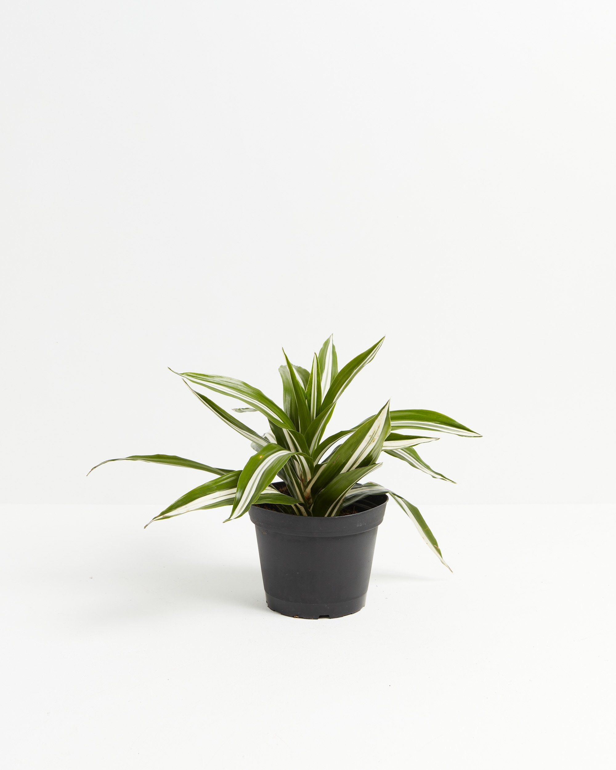 White Stripe Dragon Tree dracaena - Etsy