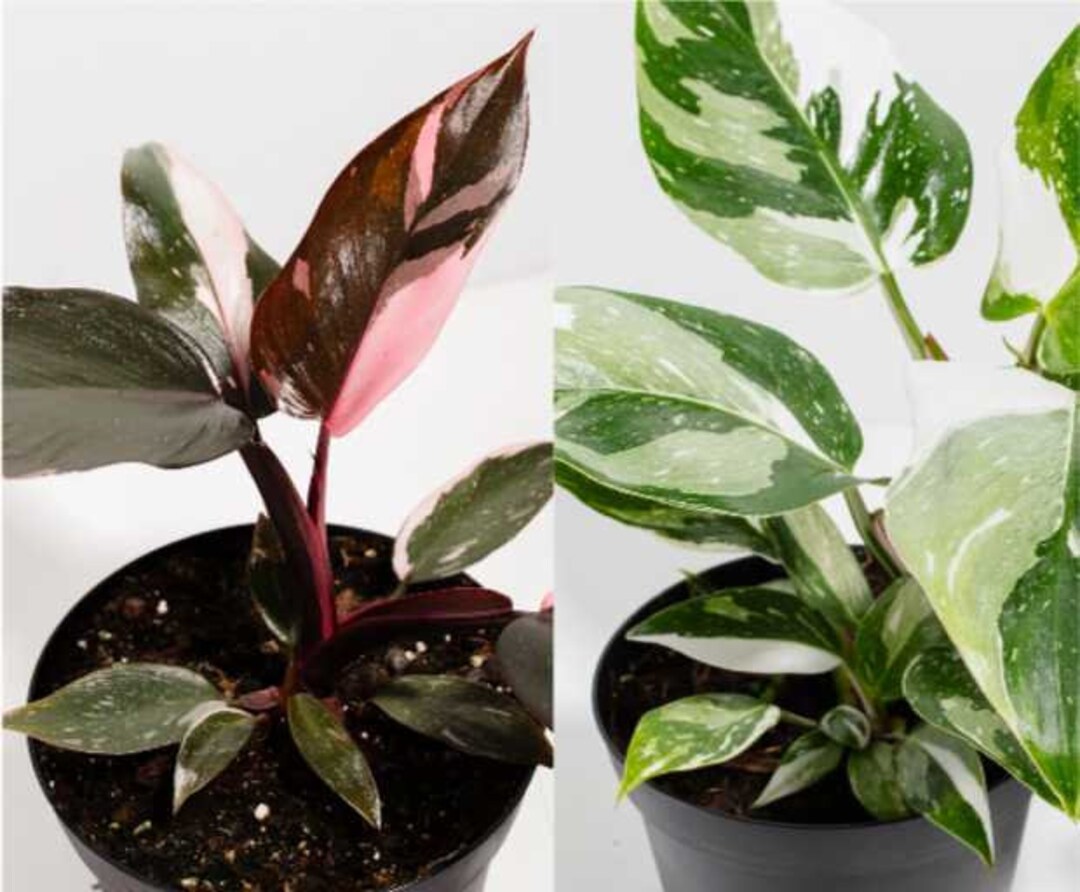 The Royal Sisters Pink & White Princess Philodendron - Etsy