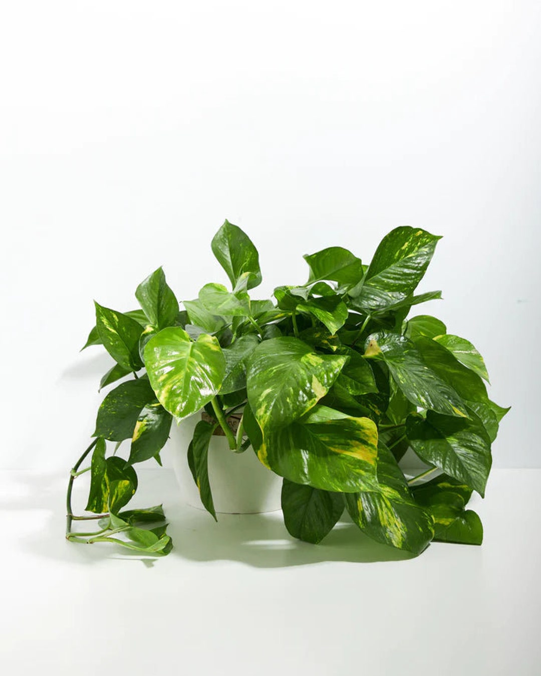 Large Golden Pothos in Coconut Eco Pot - Etsy