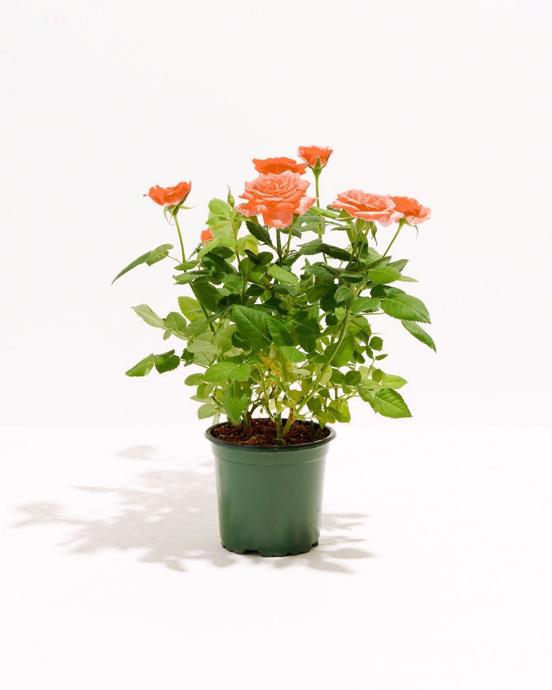 Tangerine Orange Miniature Roses - Etsy