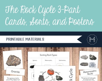 Parts of the Food Chain 3-part Cards and Posters - Etsy