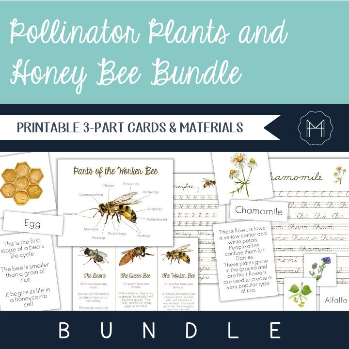 Pollinator Plants and Honey Bee Bundle - Etsy