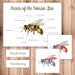 Pollinator Plants and Honey Bee Bundle - Etsy