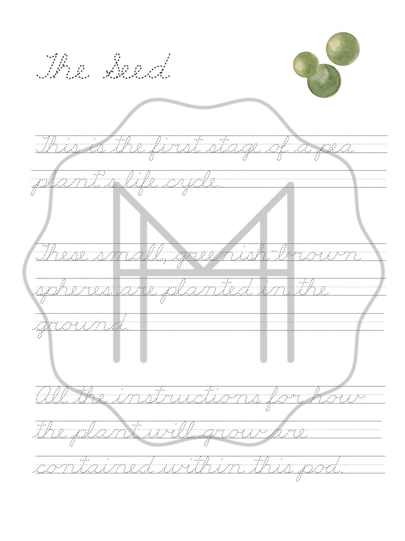 Life Cycle and Parts of the Pea Plant - Etsy