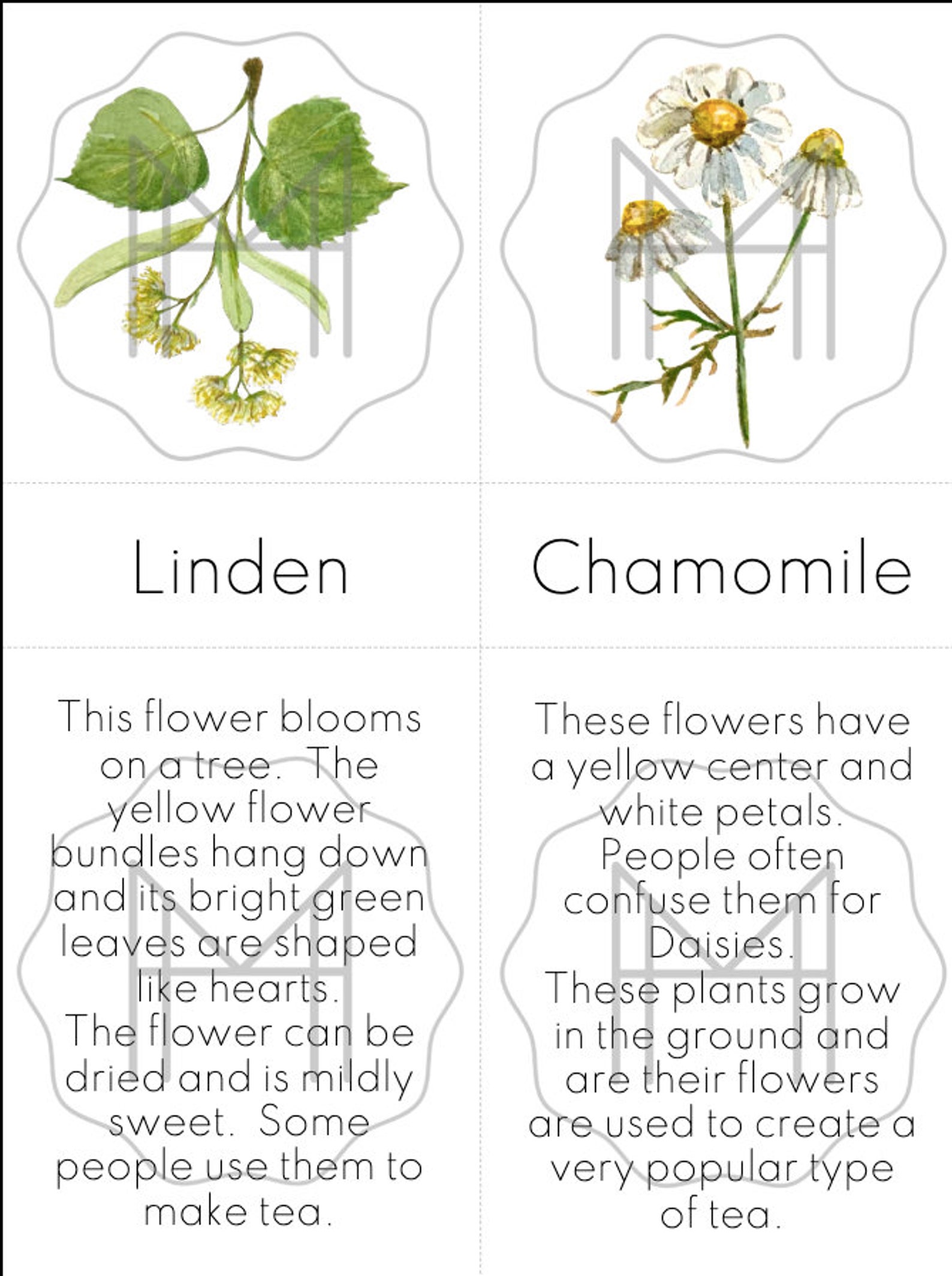 Pollinator Plants and Honey Bee Bundle - Etsy