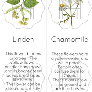 Pollinator Plants and Honey Bee Bundle - Etsy