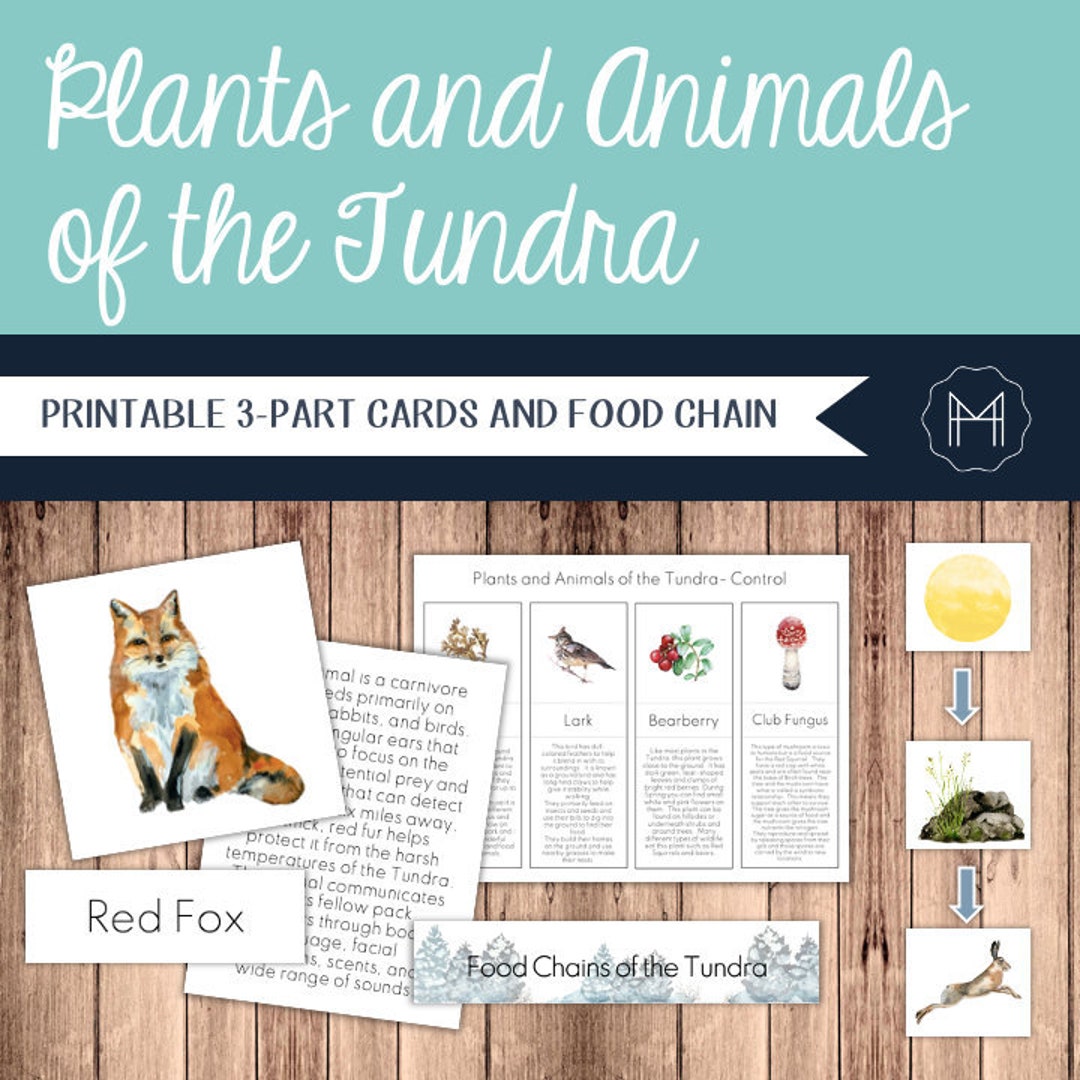 Plants and Animals of the Tundra- 3-part Cards and Food Chains - Etsy
