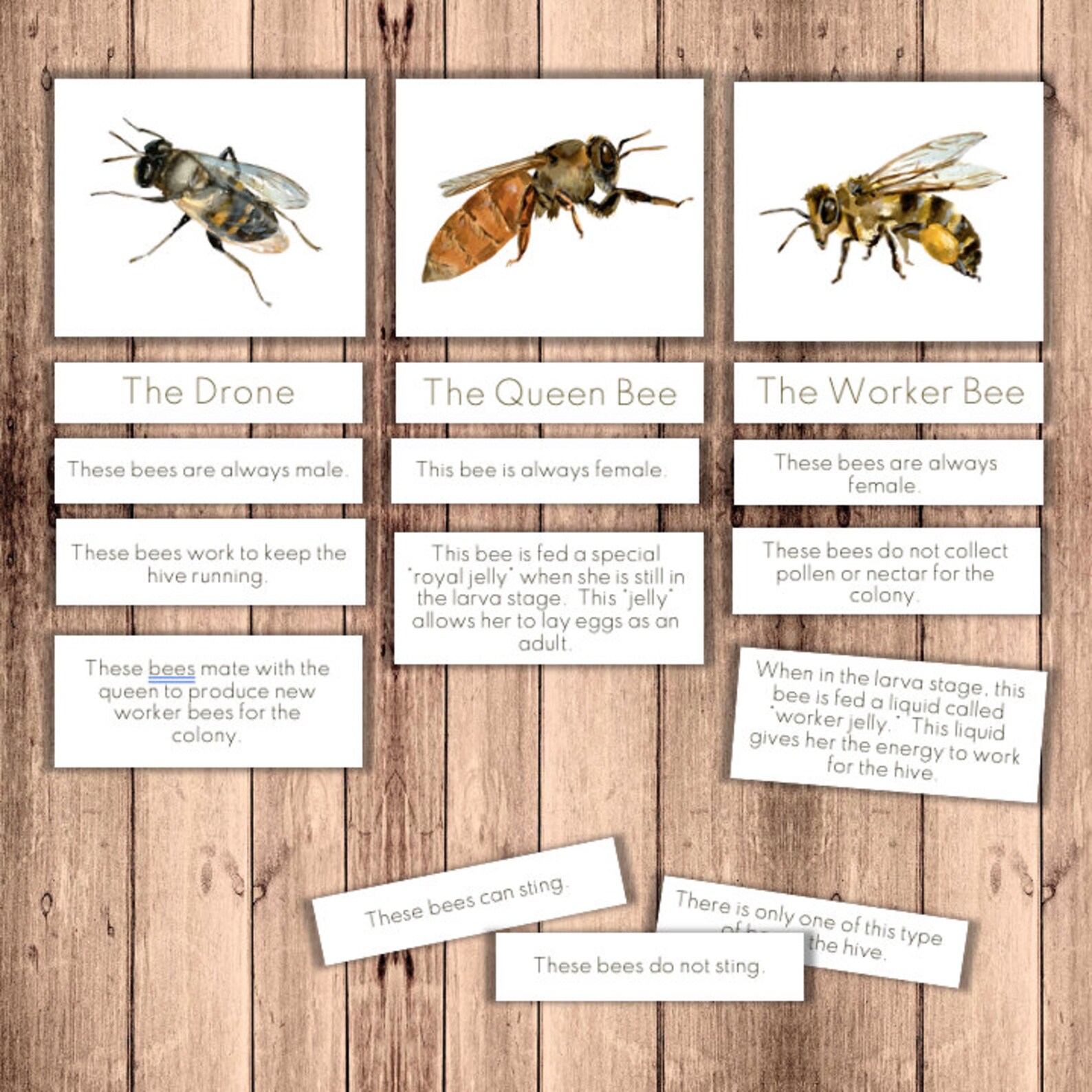 Pollinator Plants and Honey Bee Bundle - Etsy