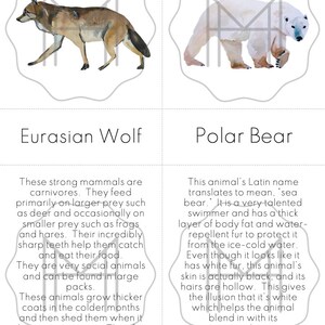 Plants and Animals of the Tundra- 3-part Cards and Food Chains - Etsy