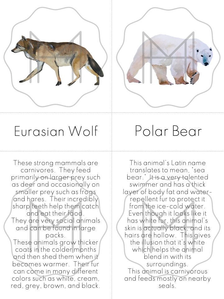 Plants and Animals of the Tundra- 3-part Cards and Food Chains - Etsy