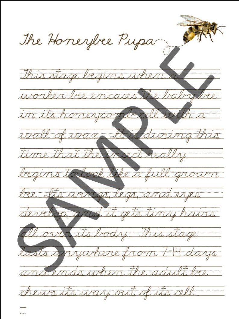 Study of the Honey Bee Unit 3rd-5th Grade | Etsy