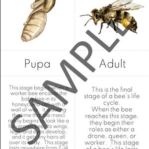 Study of the Honey Bee Unit 3rd-5th Grade - Etsy