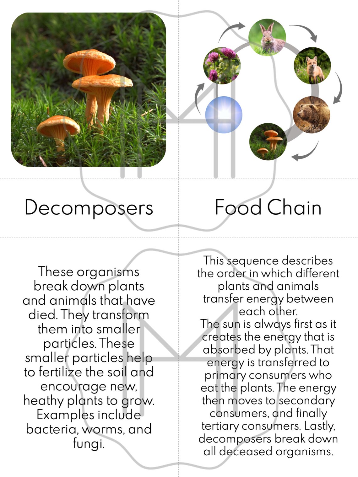 Parts of the Food Chain 3-part Cards and Posters - Etsy