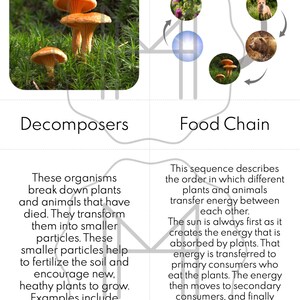 Parts of the Food Chain 3-part Cards and Posters - Etsy