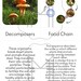 Parts of the Food Chain 3-part Cards and Posters - Etsy