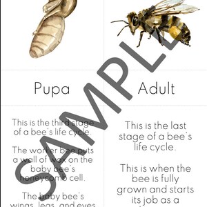 Beginner Honey Bee Unit Ages 5-8 - Etsy