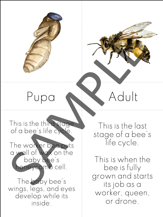 Beginner Honey Bee Unit Ages 5-8 - Etsy