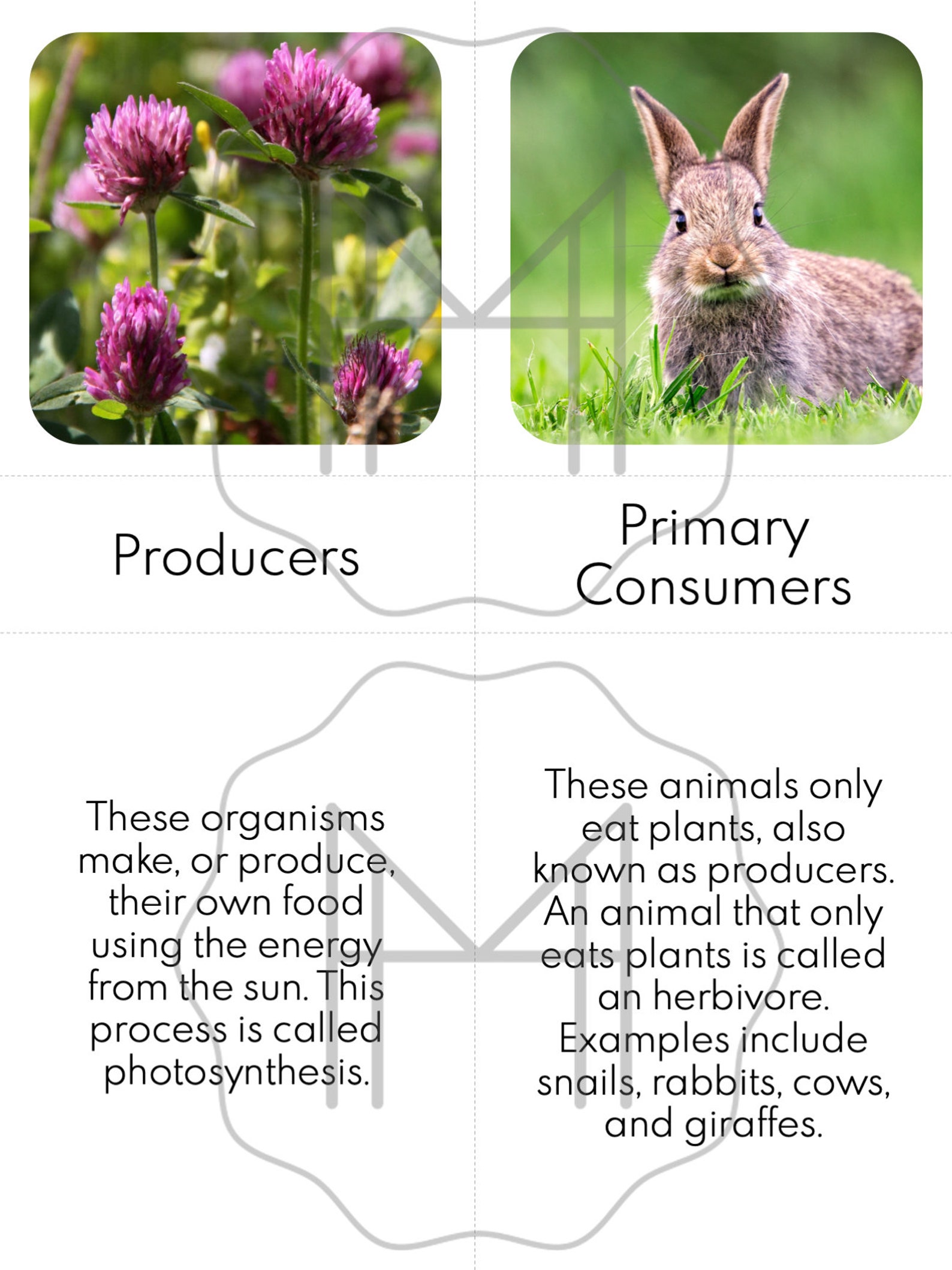 Parts of the Food Chain 3-part Cards and Posters - Etsy