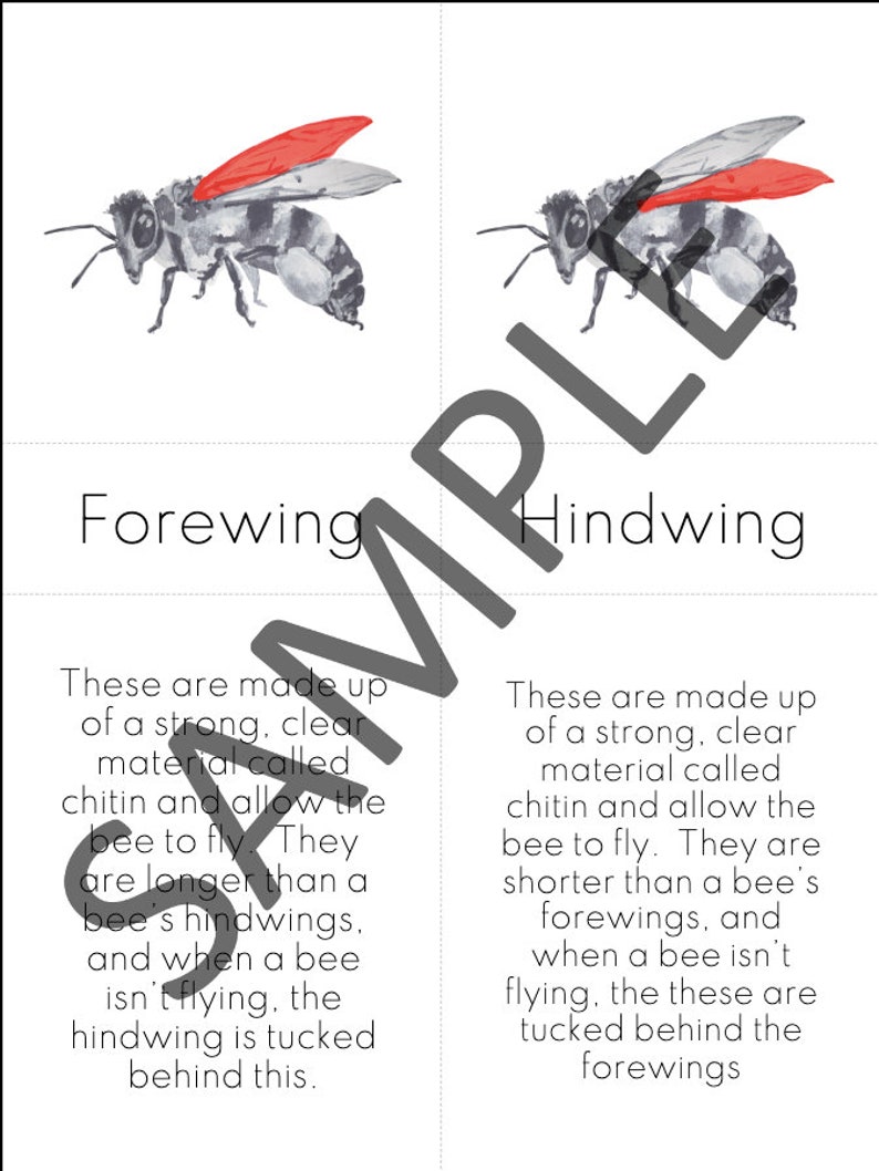 Study of the Honey Bee Unit 3rd-5th Grade | Etsy