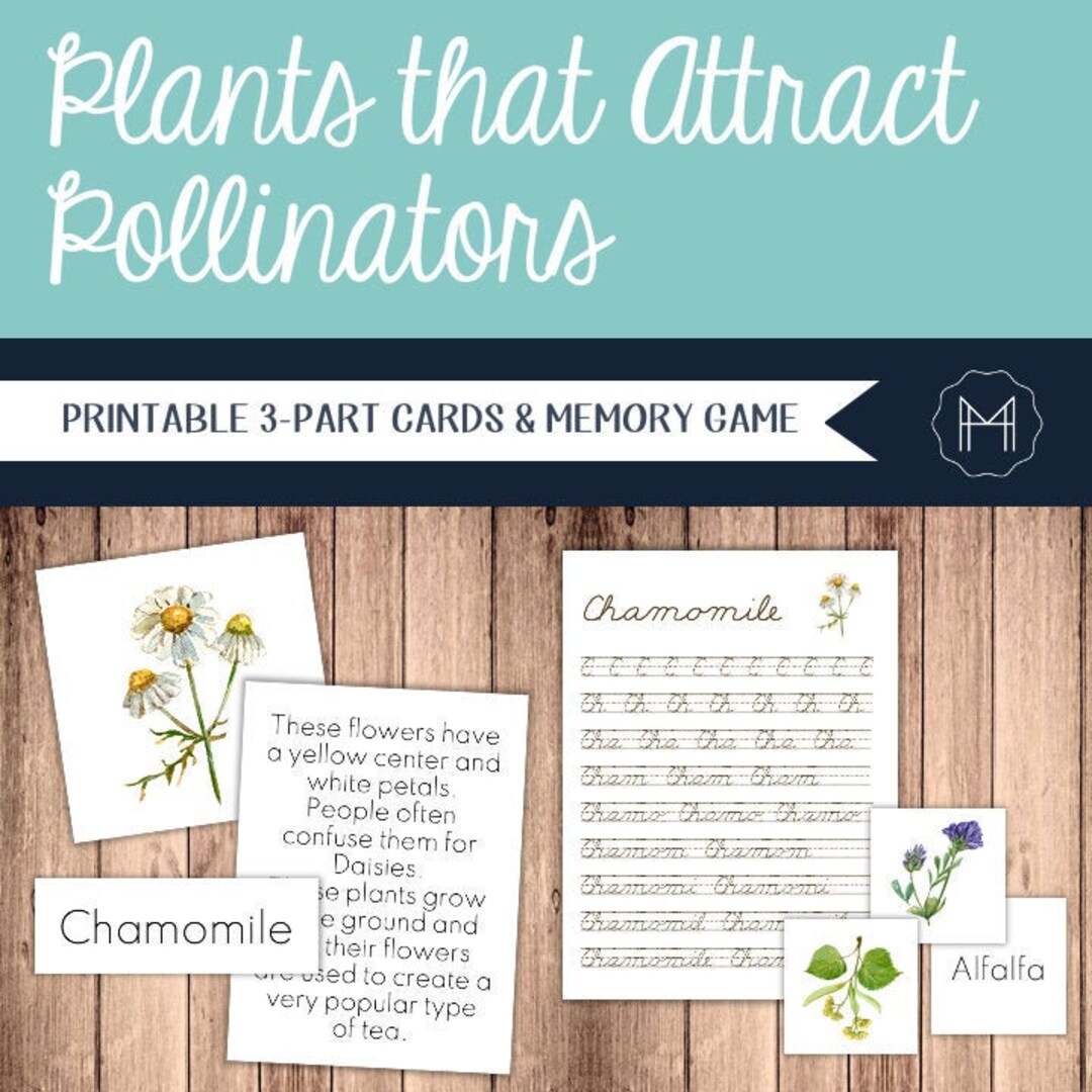 Plants That Attract Pollinators - 3-part Cards and Memory Game - Etsy