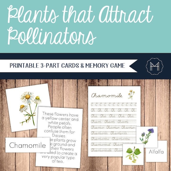 Plants That Attract Pollinators 3-part Cards and Memory Game | Etsy