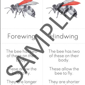 Beginner Honey Bee Unit Ages 5-8 - Etsy