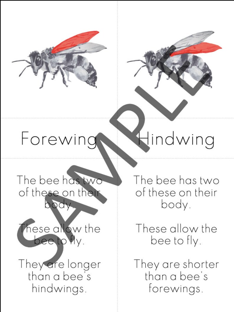 Beginner Honey Bee Unit Ages 5-8 - Etsy