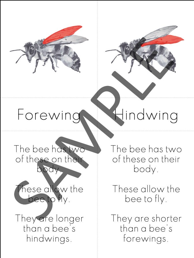 Beginner Honey Bee Unit Ages 5-8 - Etsy