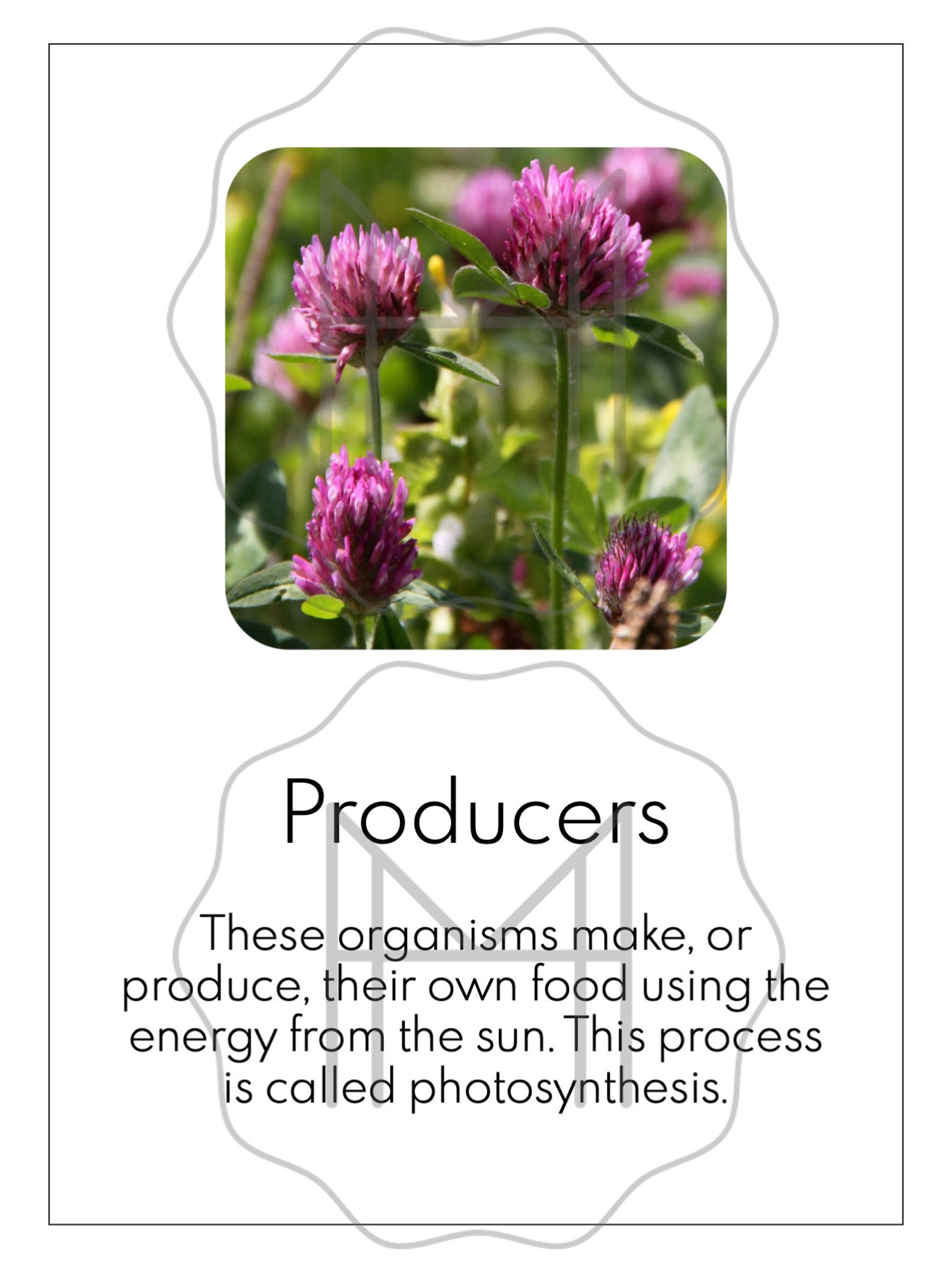 Parts of the Food Chain 3-part Cards and Posters - Etsy