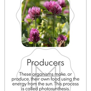 Parts of the Food Chain 3-part Cards and Posters - Etsy