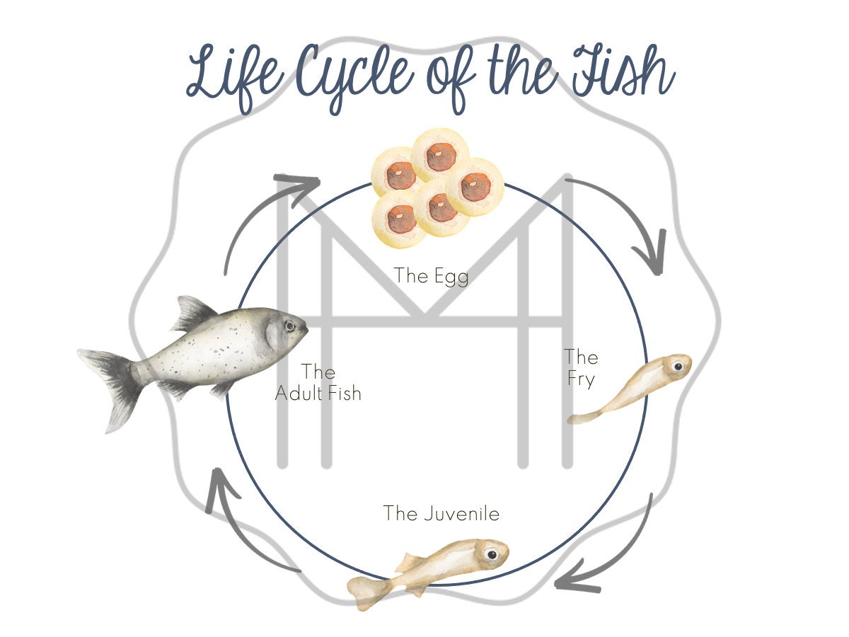 Life Cycle and Parts of the Fish - Etsy