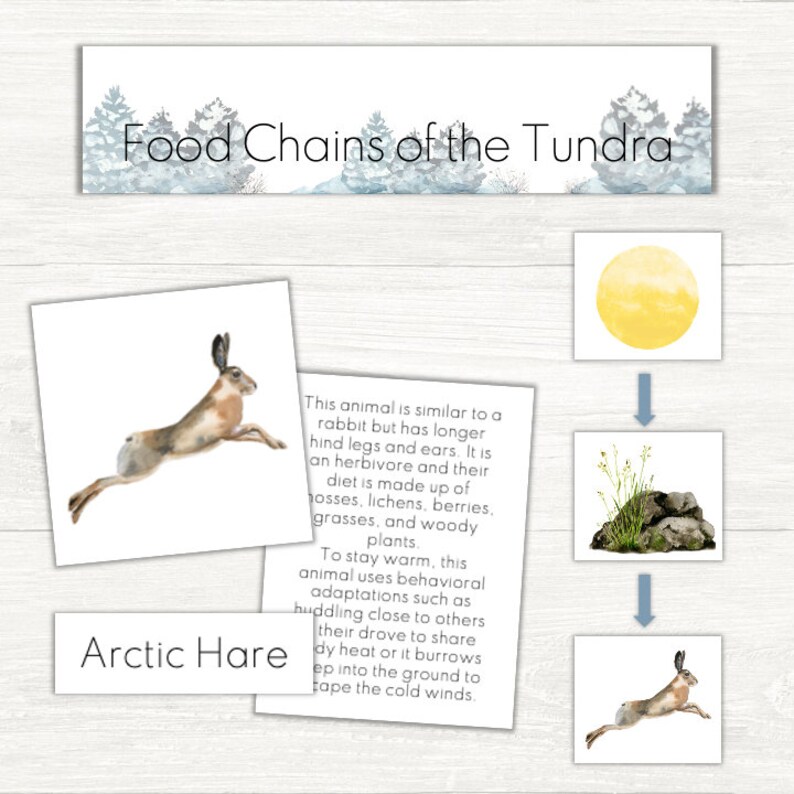 Plants and Animals of the Tundra- 3-part Cards and Food Chains - Etsy