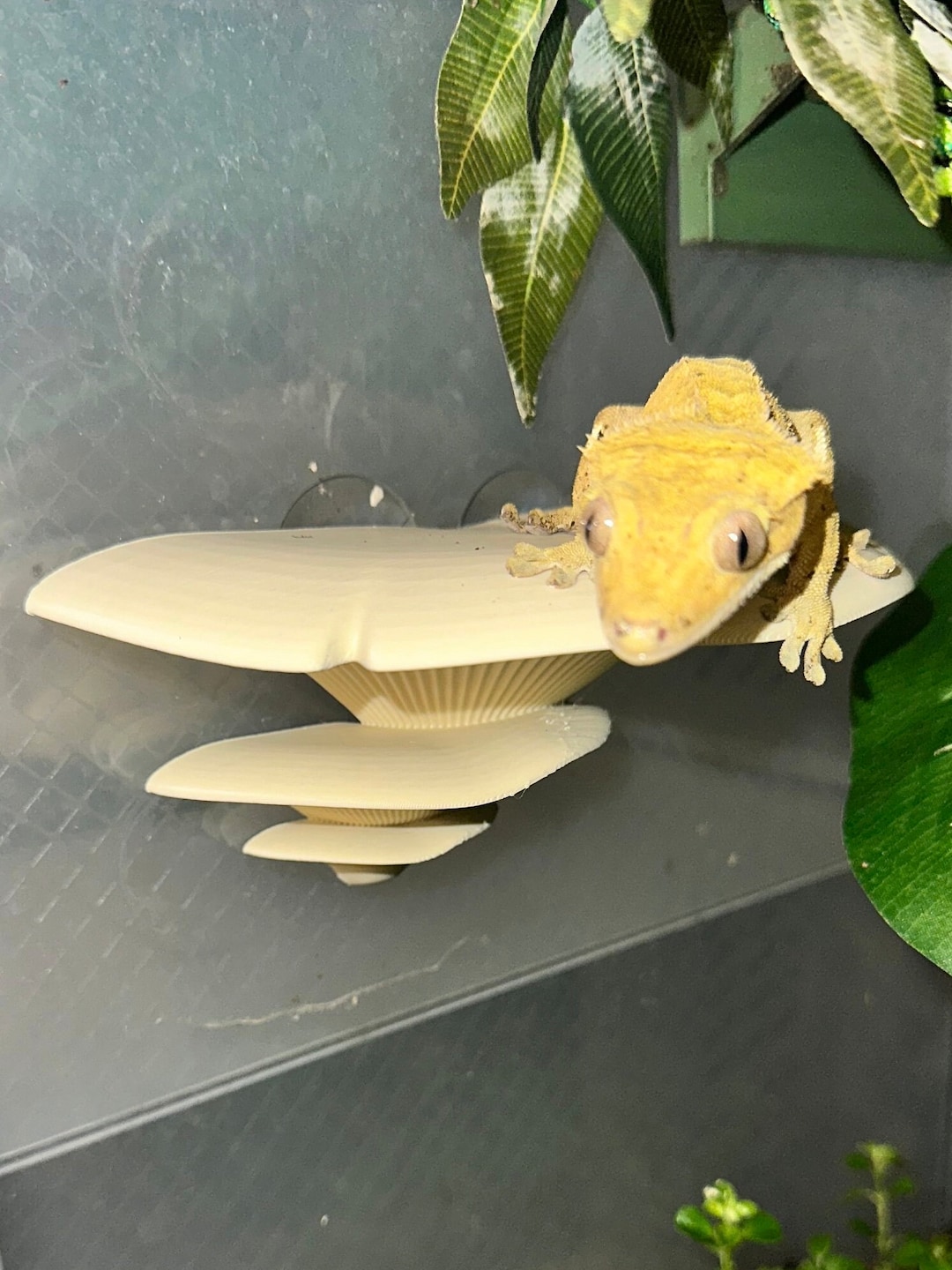 Triple Stack Mushroom Ledge for Arboreal Reptiles, Crested Gecko / Tree ...