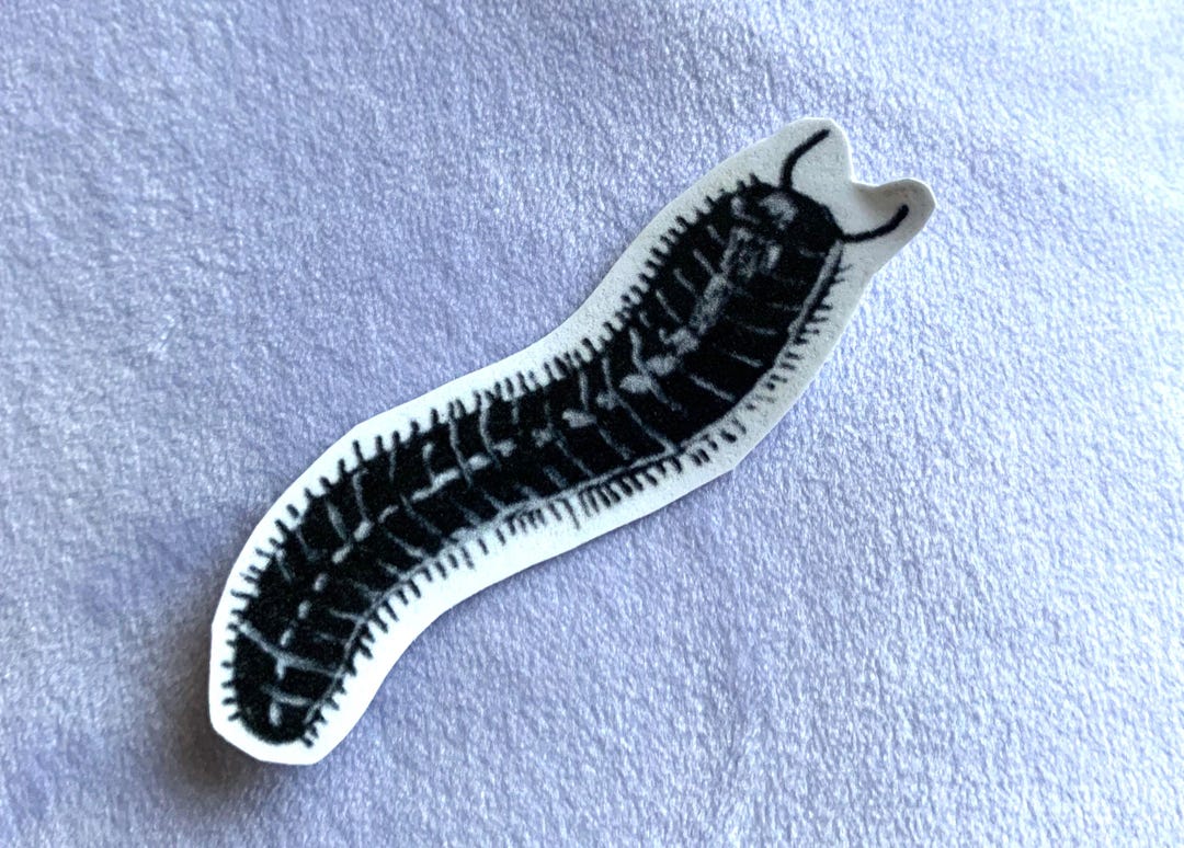 Weirdcore Centipede Vinyl Sticker ~ Hand-drawn Insect Sticker - Etsy