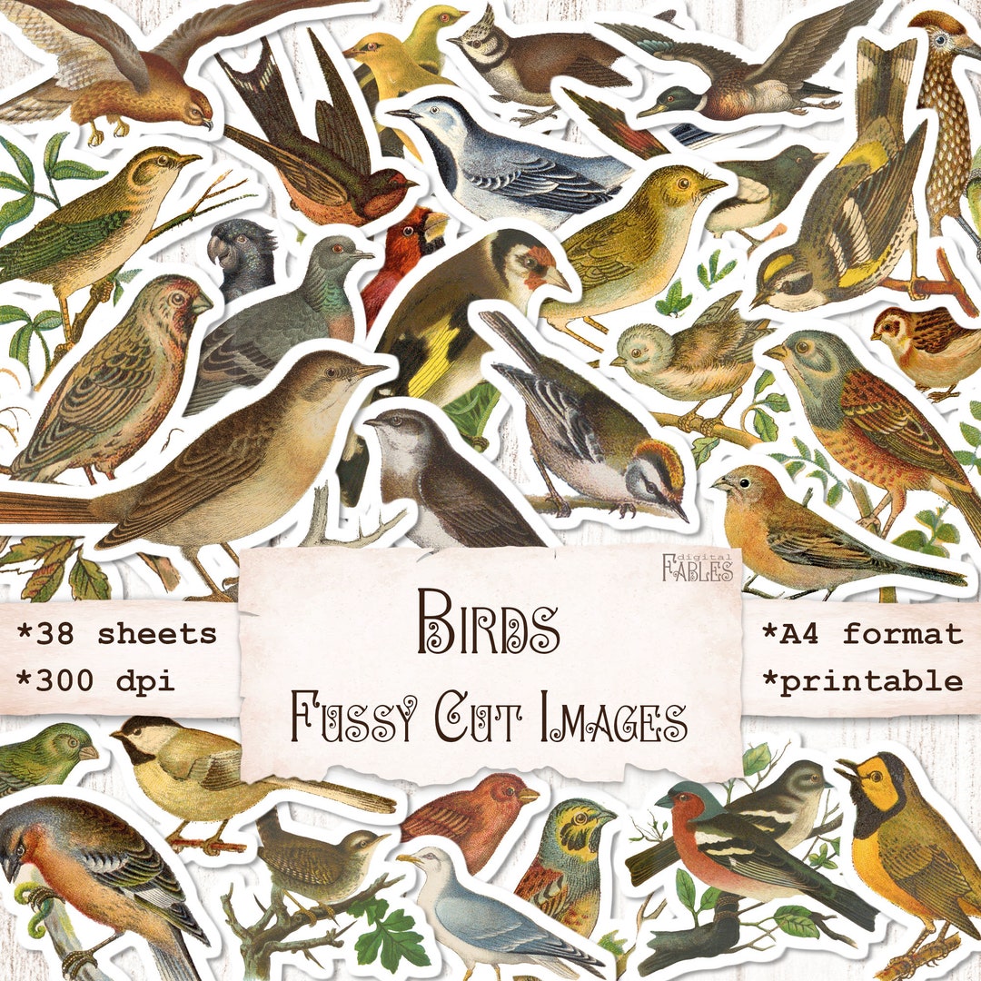 Fussy Cut Birds Images, Vintage Nature Ephemera, Decorating Journals ...