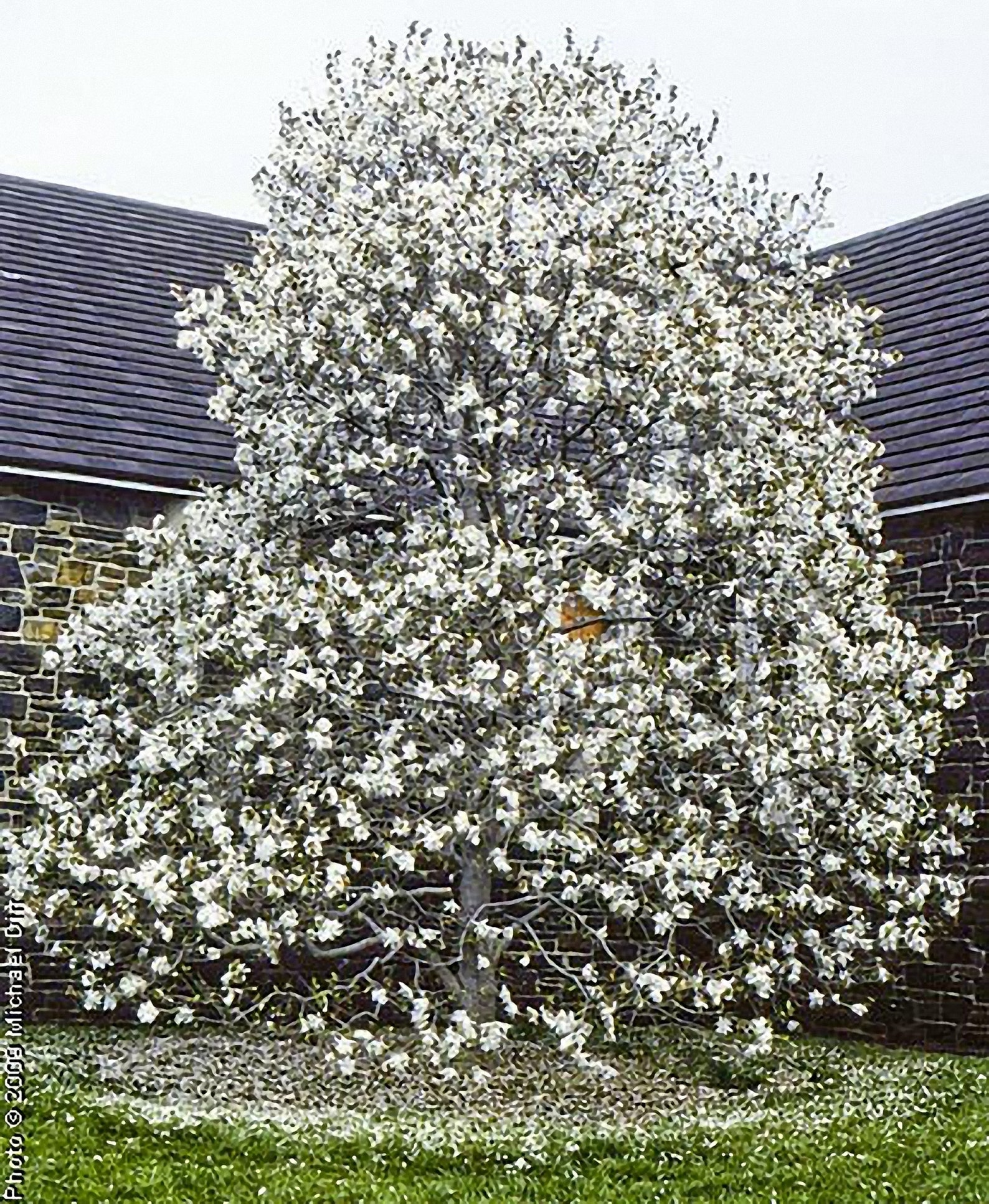 Centennial Star Magnolia Live Plant Expédié 2 Pieds de haut | Etsy